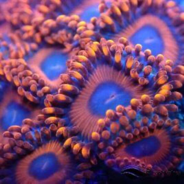 Zoa Flatworms
