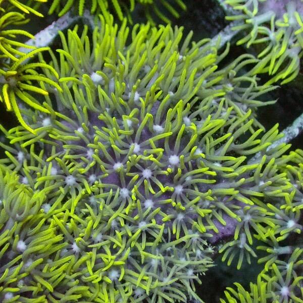 Star Polyps Green Lash White Centre