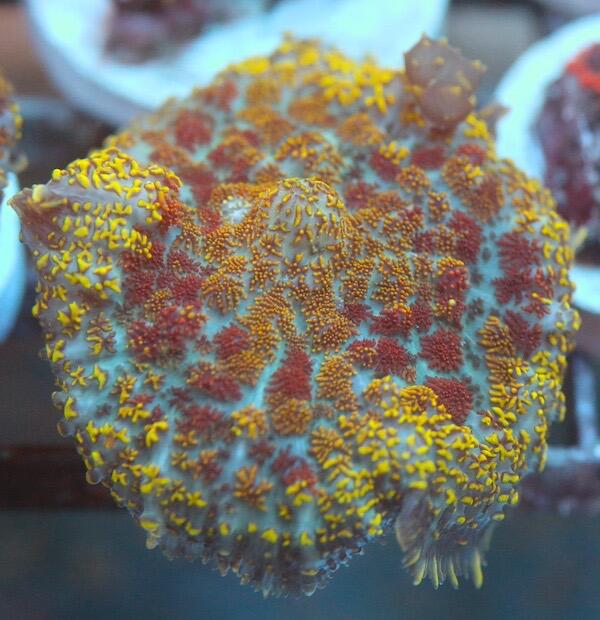 Rhodactis Rainbow Polyp