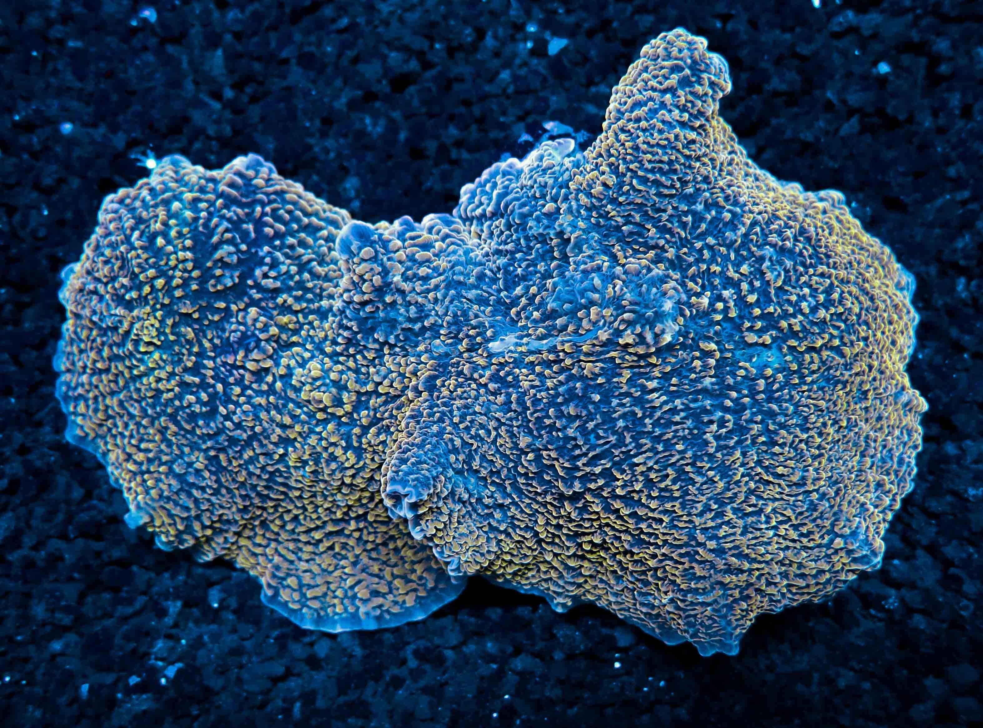 Shipment Pre Order 209