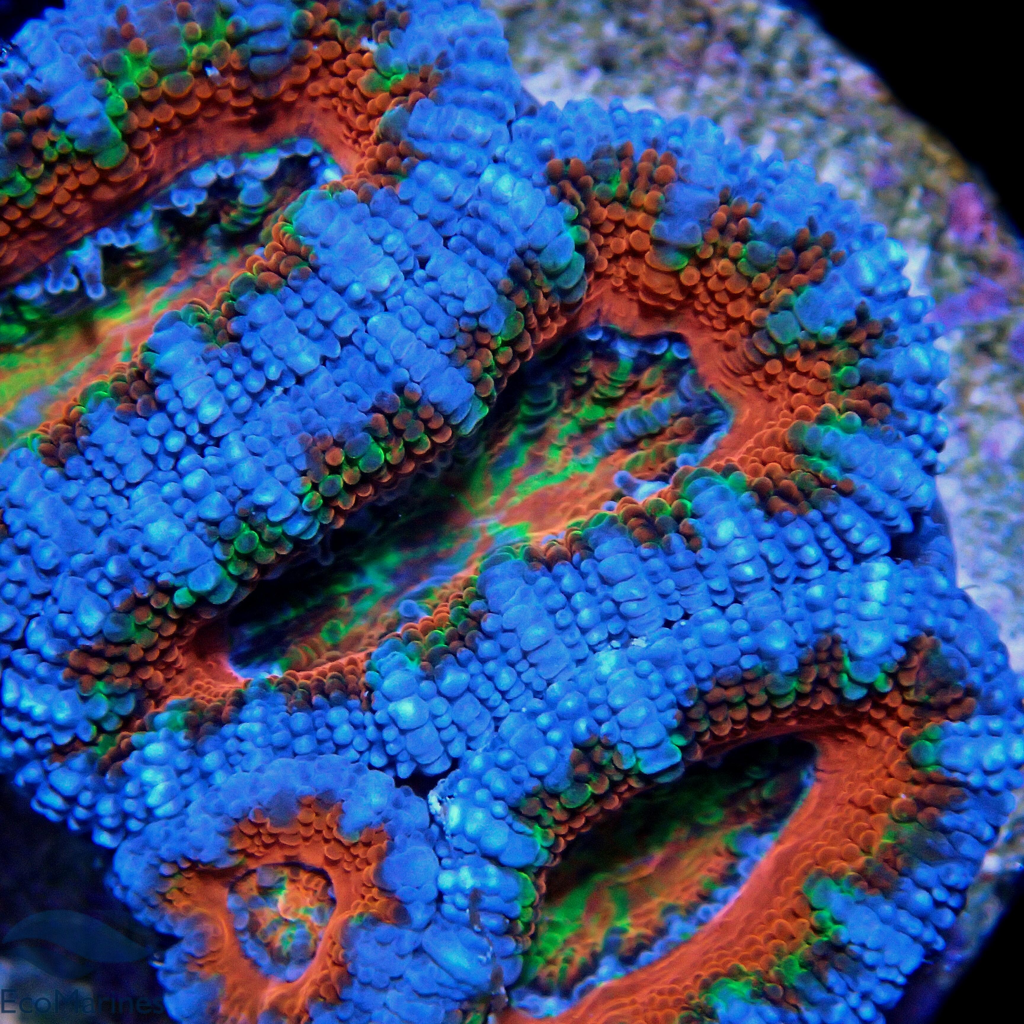 Micro lords Care Guide