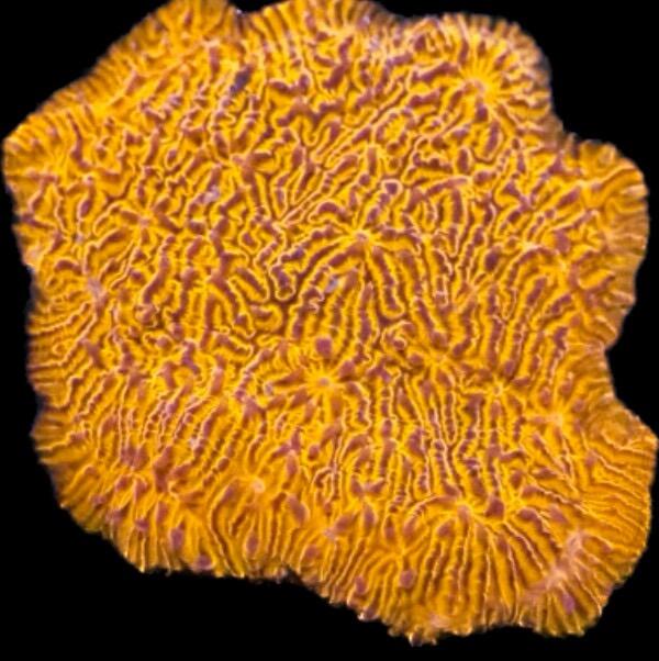 Lithophyllon 24K UK Grown