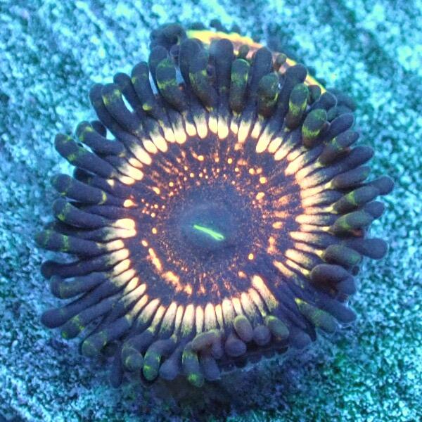 Vampire Slayer Zoa