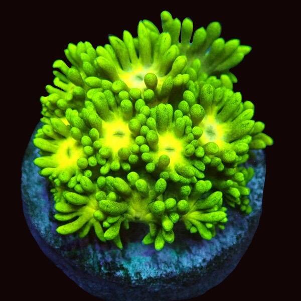 Goniopora Electro Lemon