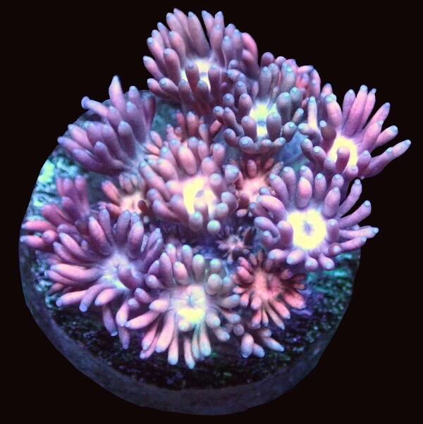 Goniopora Pink Flamingo
