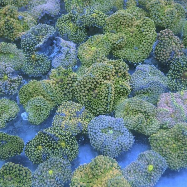 Home [www.ecomarines.co.uk]