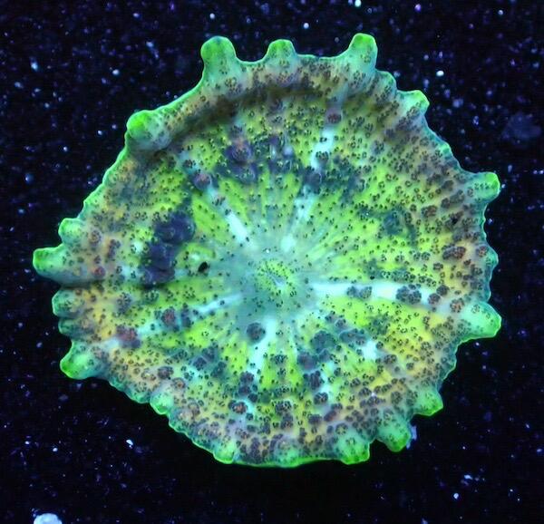 Home [www.ecomarines.co.uk]