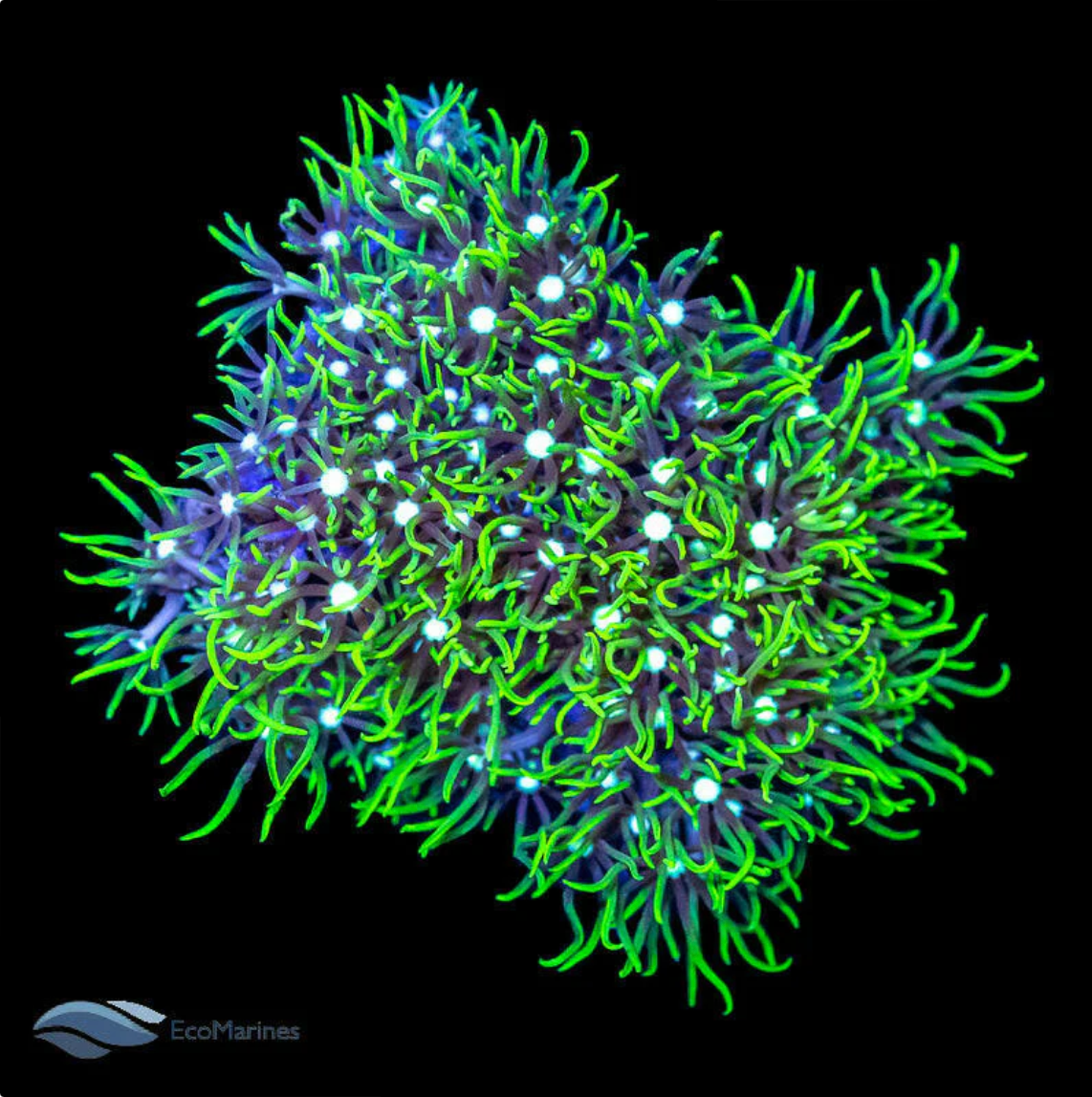 Star Polyp Metallic Green Frag