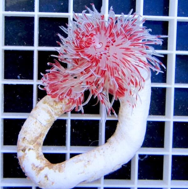 Red/White Coco Worm
