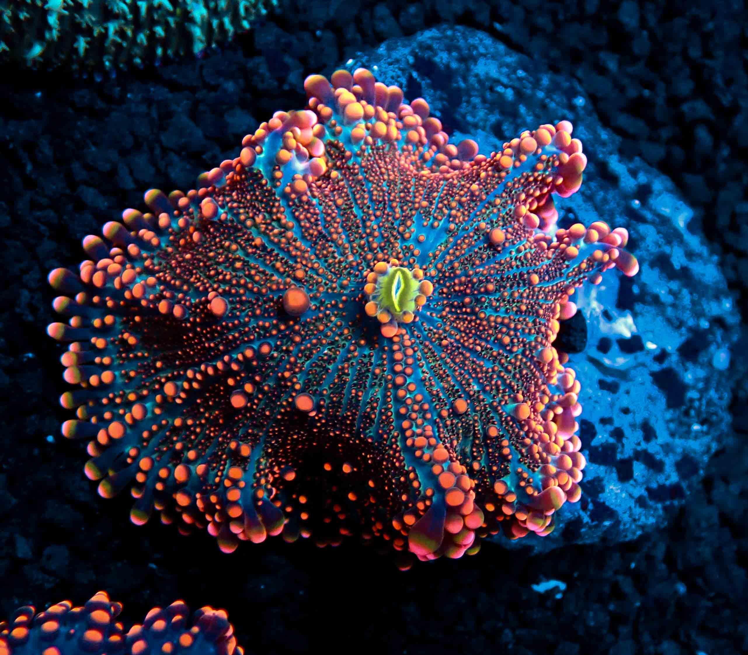 Shipment Pre Order 239