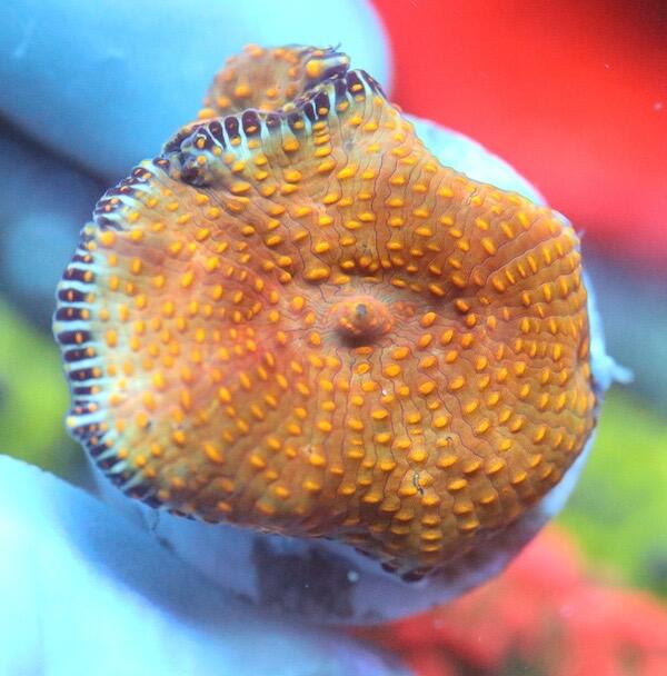 Discosoma Golden Leopard