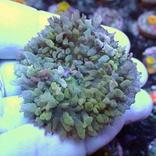 WYSIWYGS 3 St Thomas Mushroom Polyp