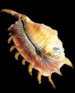 Spider Conch Care Guide