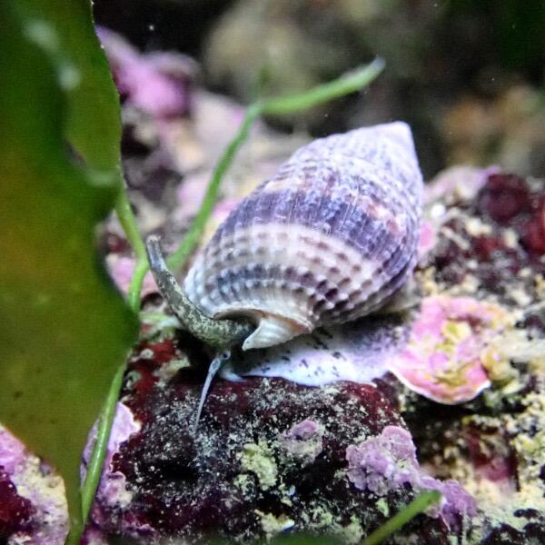 Striped Nassarius Snail