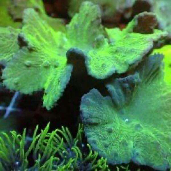 Sinularia Pink/Green Cabbage