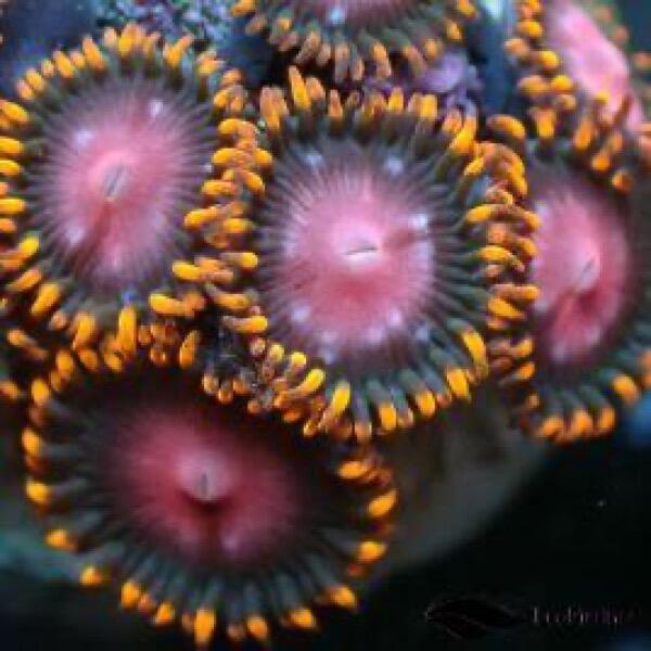 Zoa Flatworms