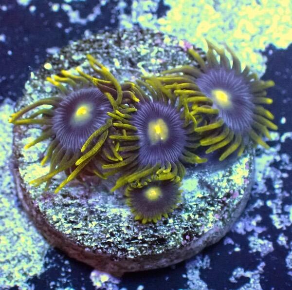 WYSIWYG 57 Blue Steel Zoa