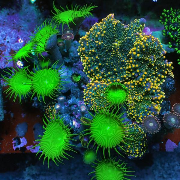 Soft Coral Regular Stock