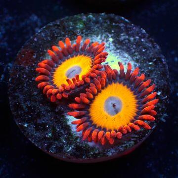 BBEB Zoa