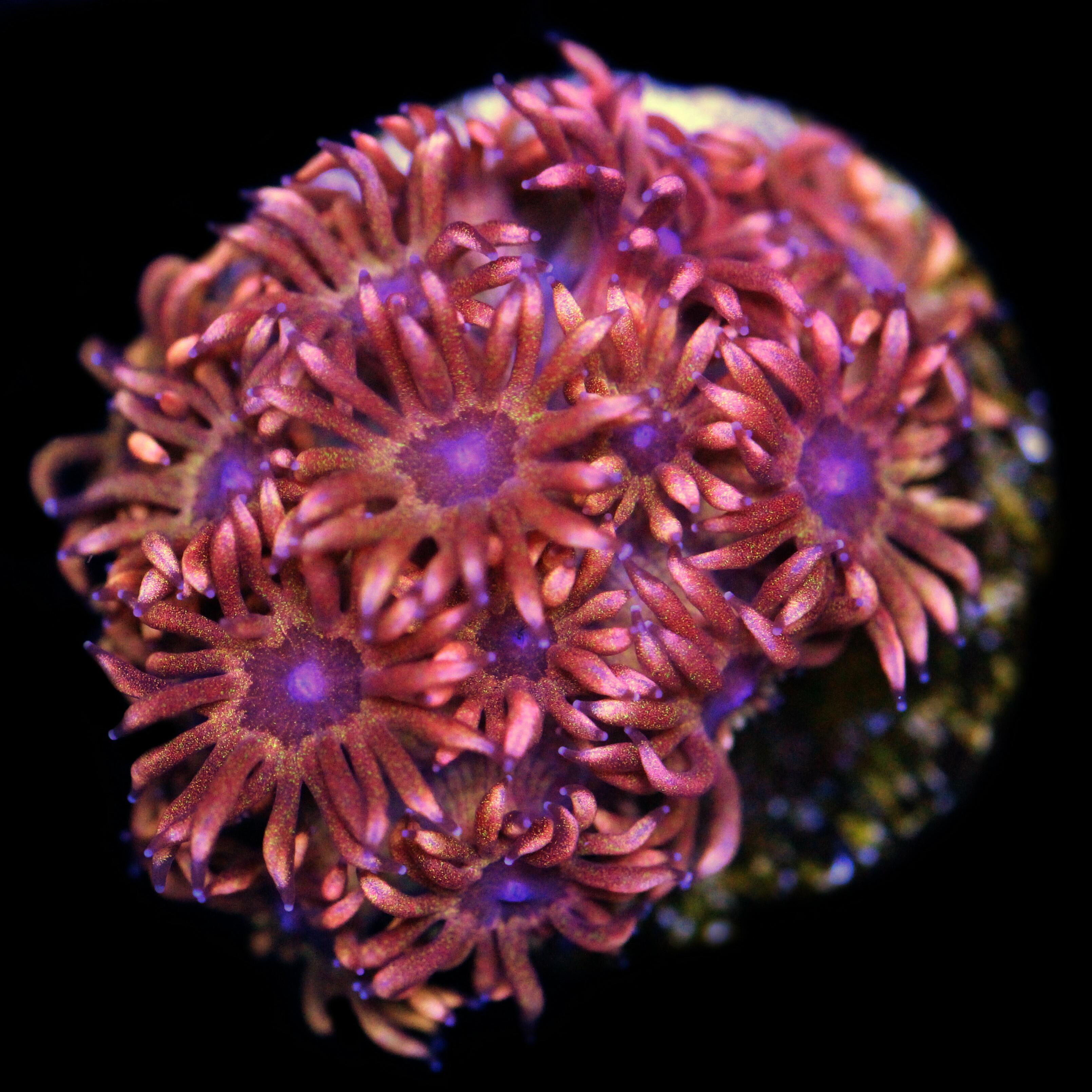 Goniopora Care Guide