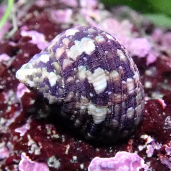 Zebra Turbo Snail