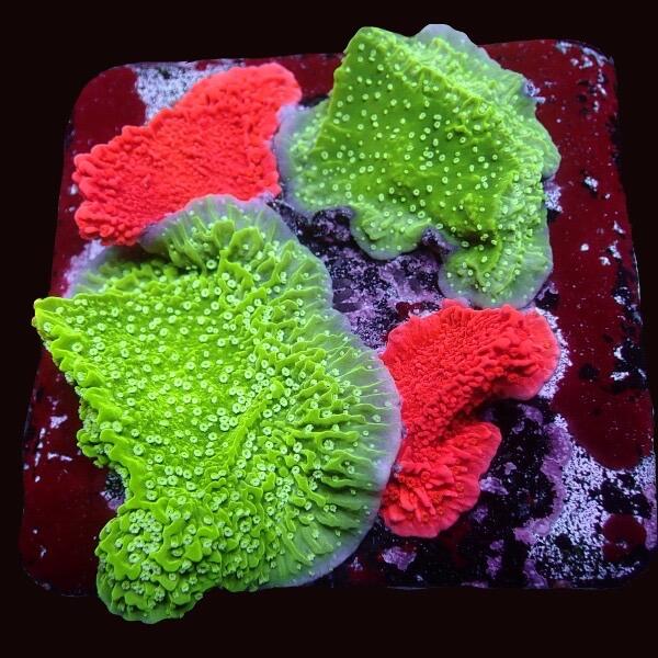 Montipora Plating Garden 2 Colour