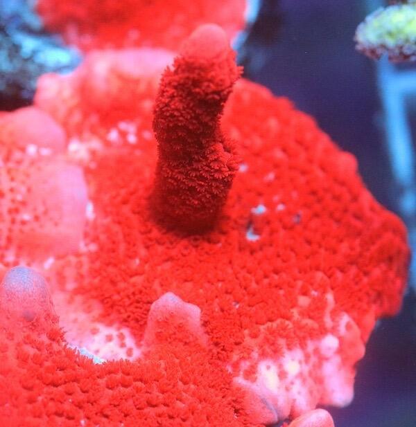 Montipora digitata Red
