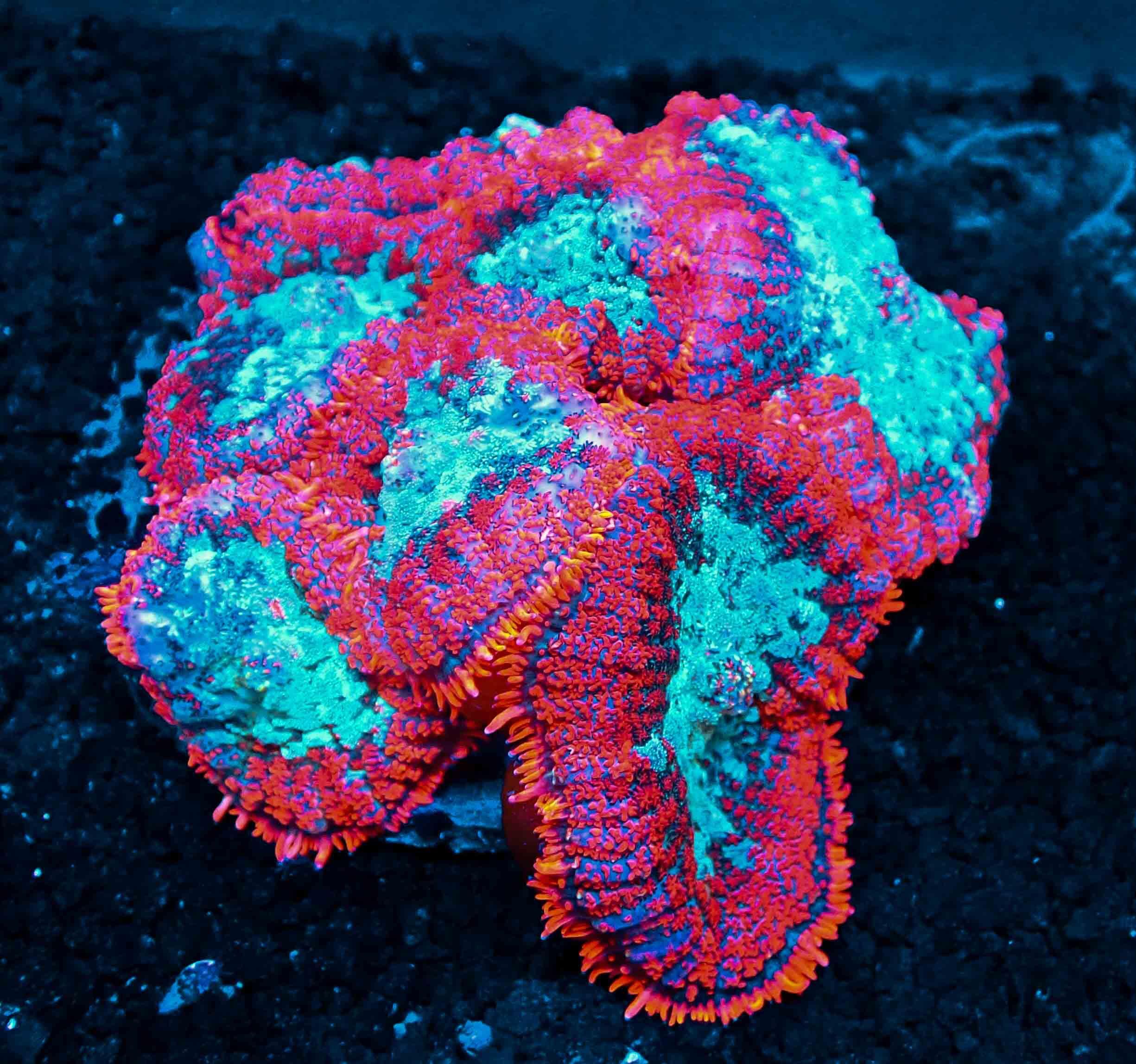 Shipment Pre Order 176