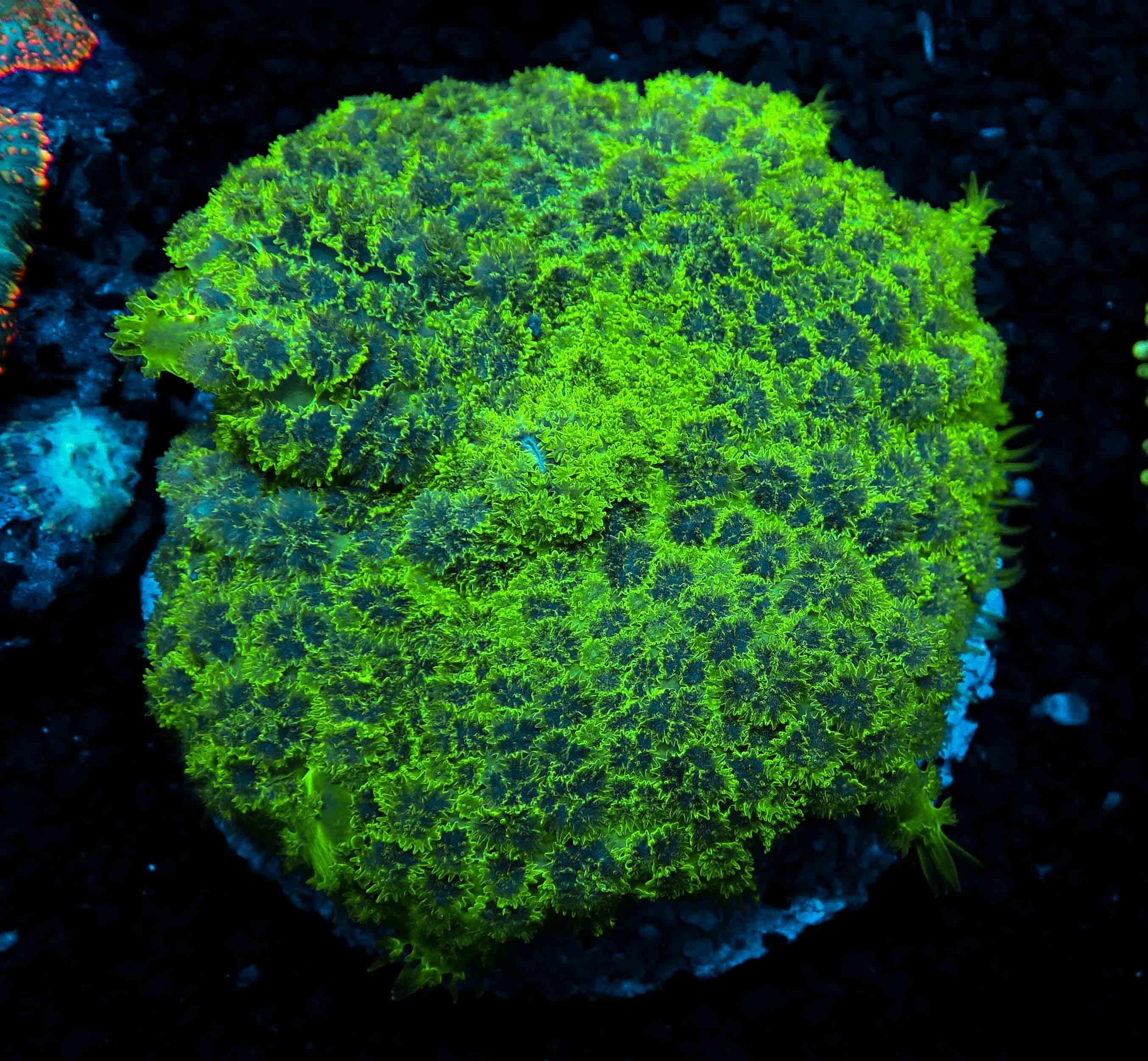 Shipment Pre Order 277