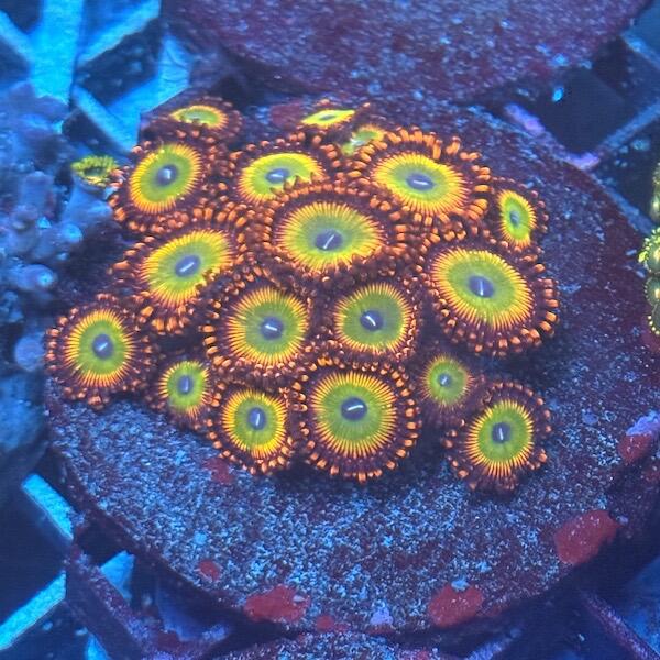 Zoa Candy Apple Red Colony 10+ Polyps