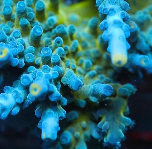 Acropora Cali Tort