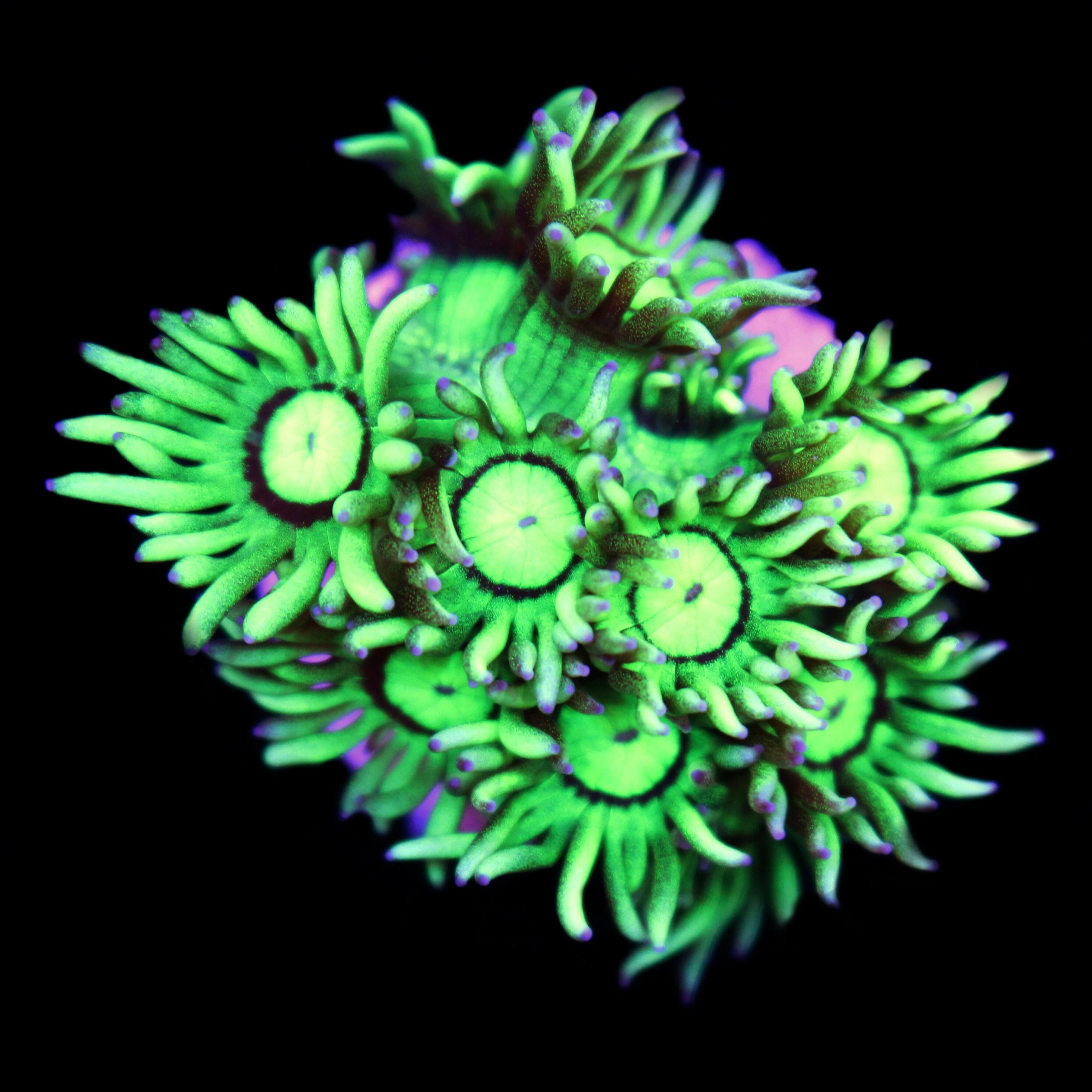 Goniopora Care Guide