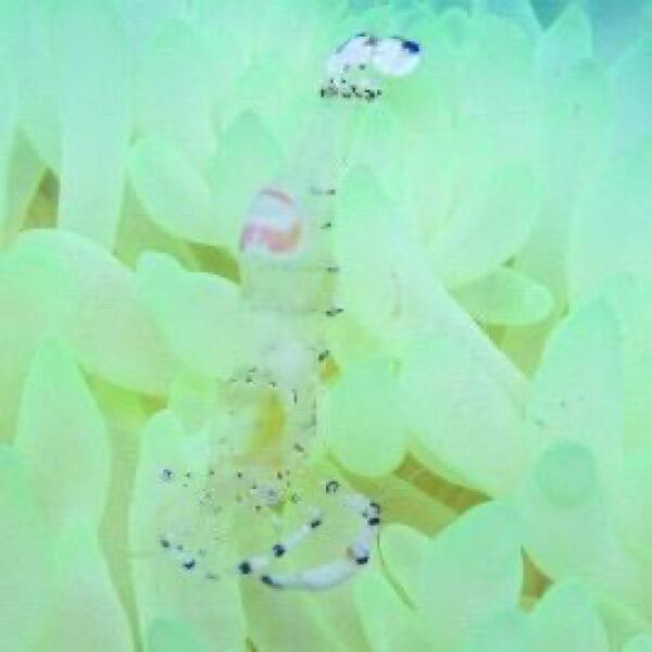 Venus Anemone Shrimp