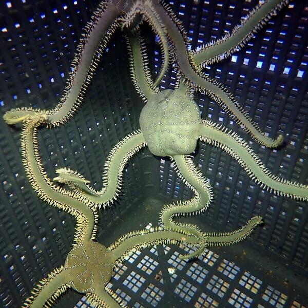 Green Brittle Starfish