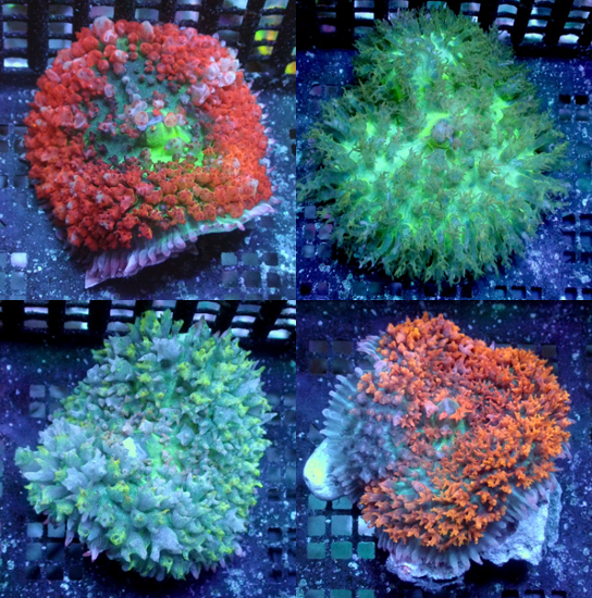 Home [www.ecomarines.co.uk]