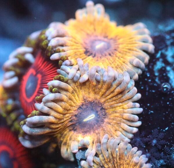 GoldiLox Zoa