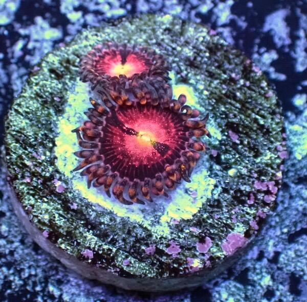 WYSIWYGS 33 Purple Bee Zoa