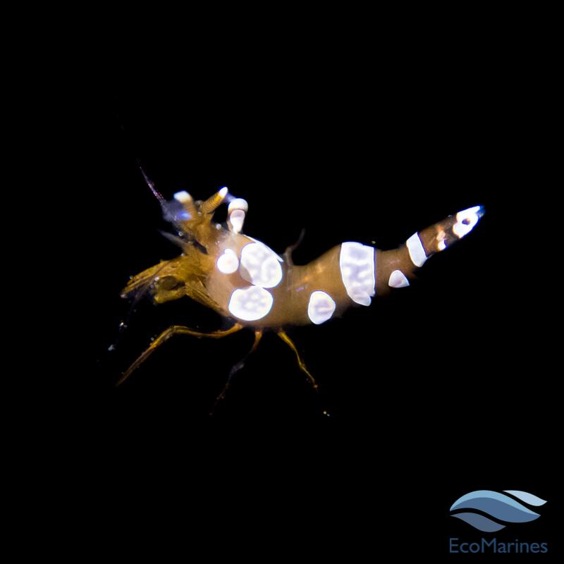 Rock Flower Anemone Care Guide