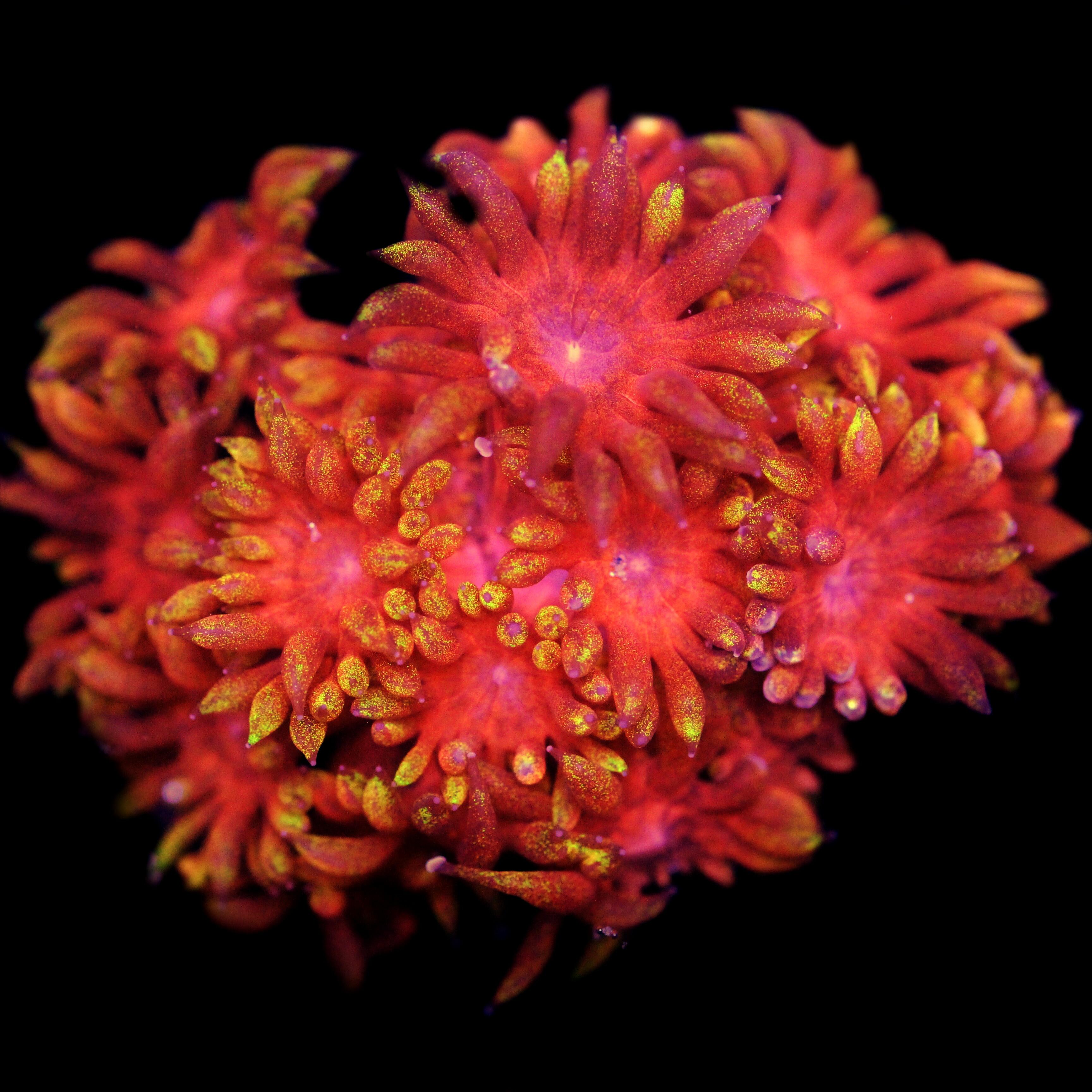 Goniopora Care Guide