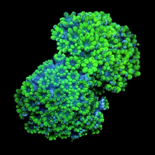 Sympodium Green Daisy Colony