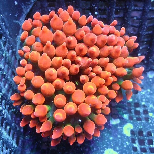 Black Widow Bubble Tip Anemone