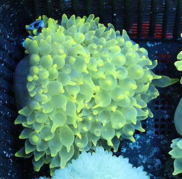 Fluoro Green Speckled Bubble Tip Anemone