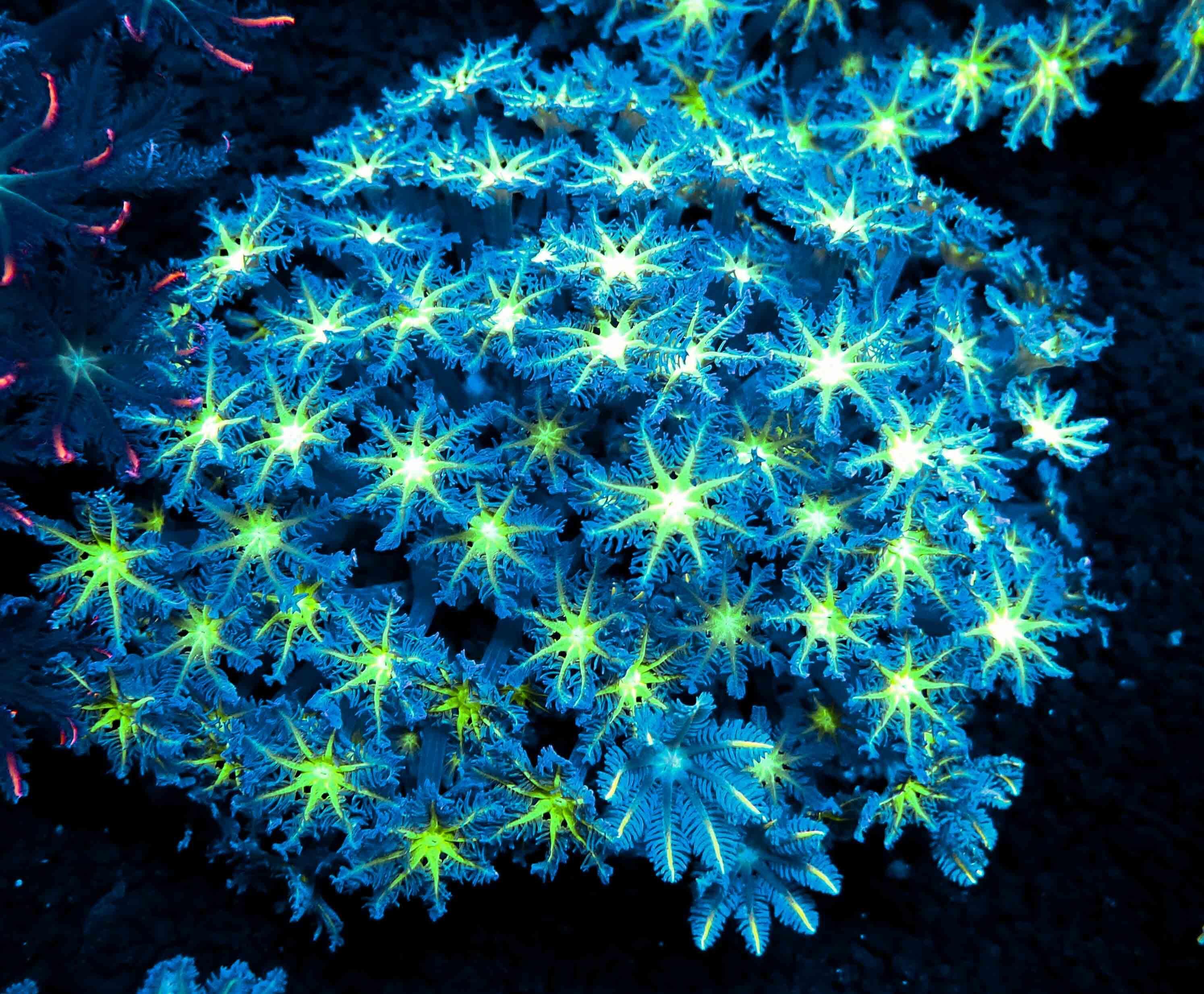 Shipment Pre Order 251