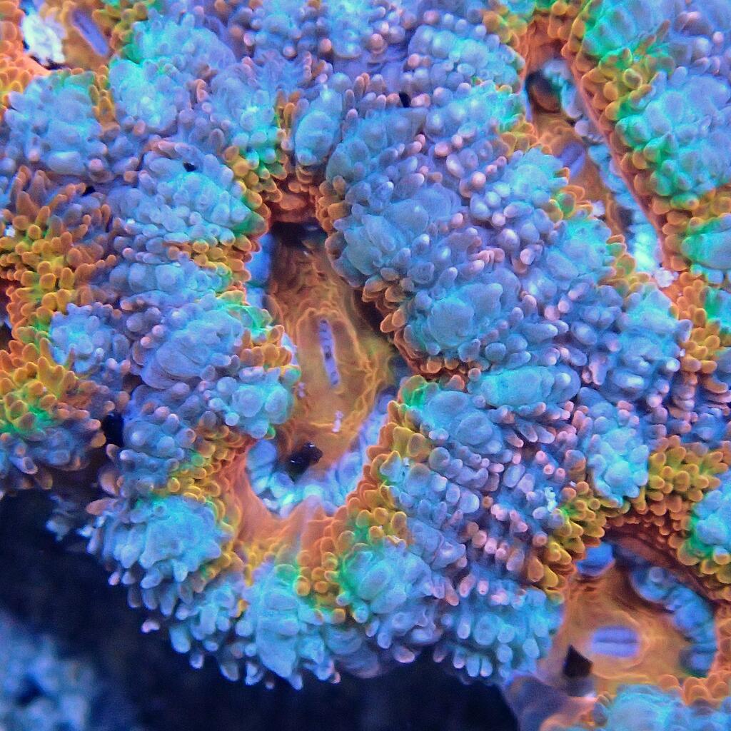 Micro lords Care Guide