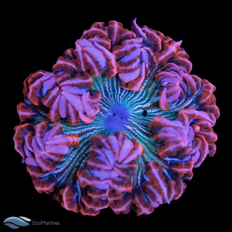 Rock Flower Anemone Care Guide