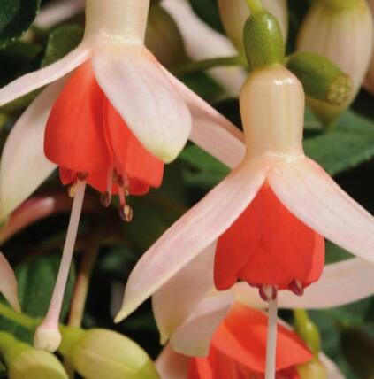 30. Fuchsia. Mandarin Cream.