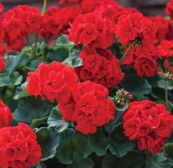 11. Geranium, bedding.