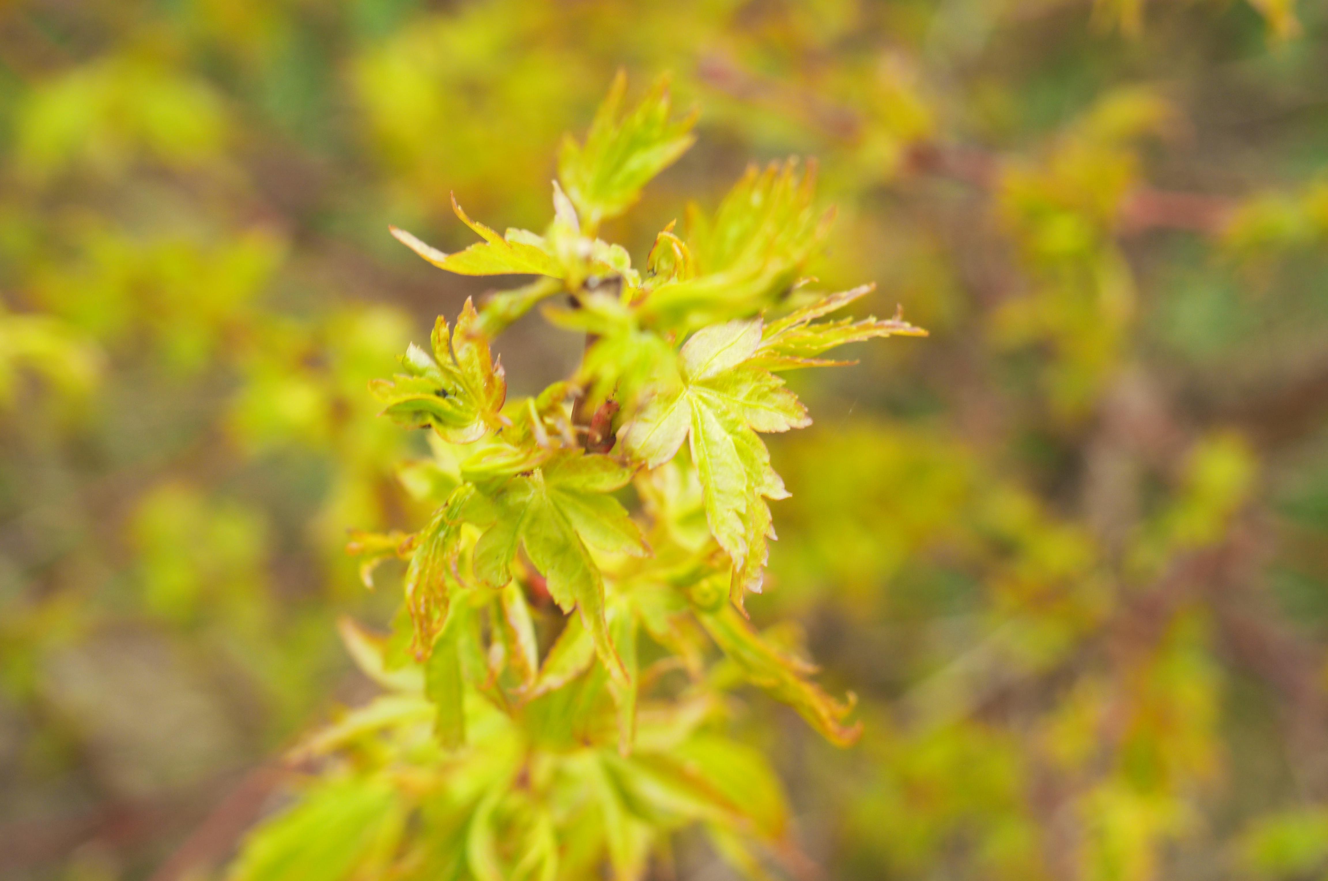 Acer palmatum 'Kandy Kitchen'
