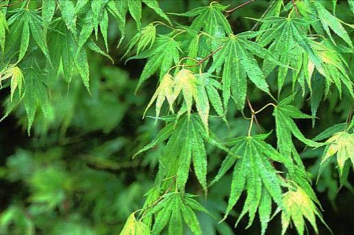 Acer palmatum 'Westonbirt Spreading Star'