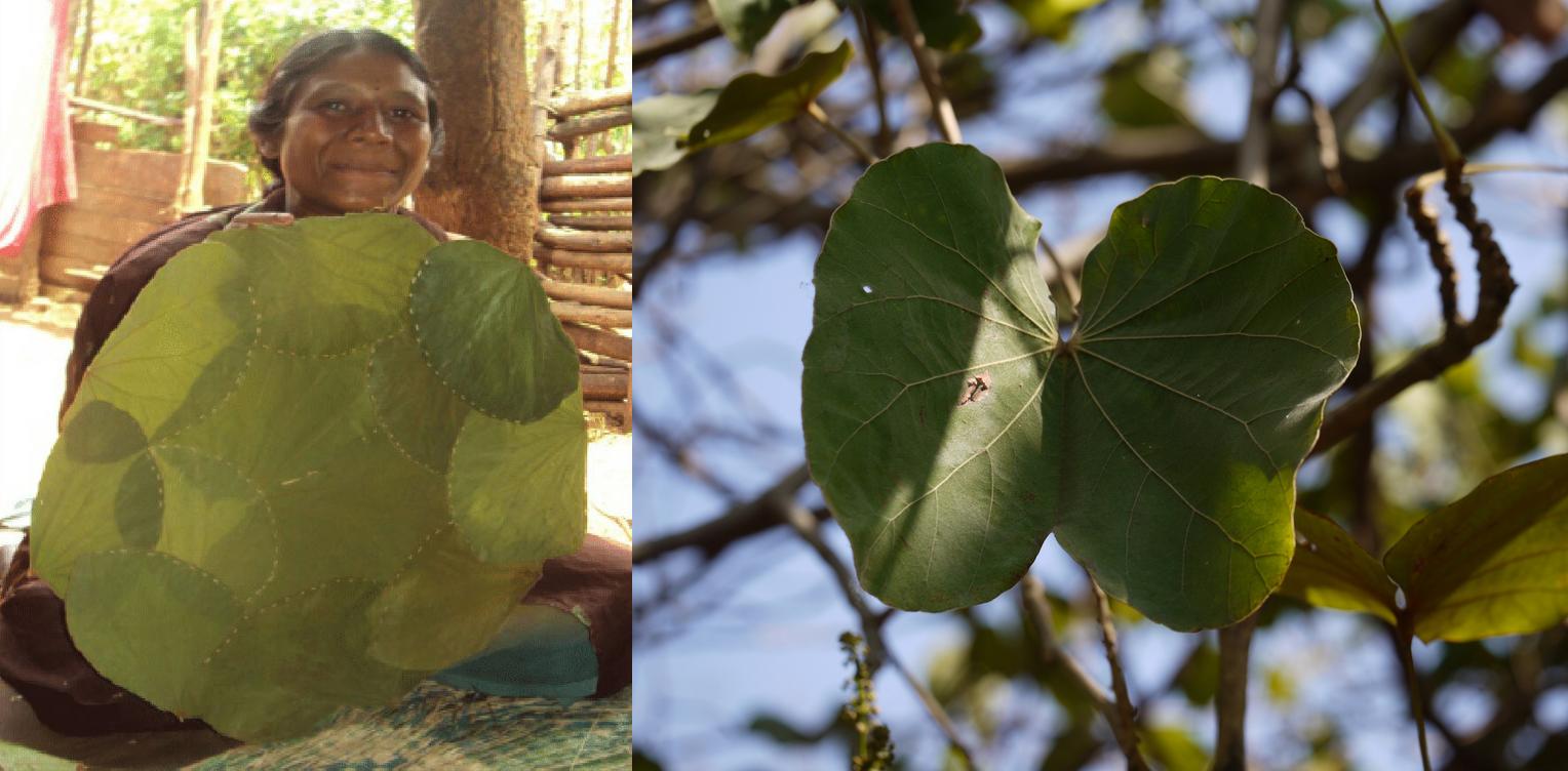 UrbanTokri: Siali Leaf Plates